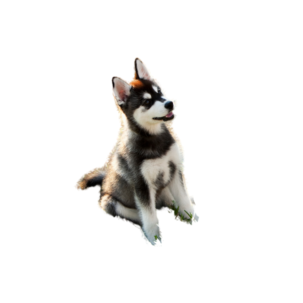 20+ Small Dog Breeds That Stay Small Forever! - Tails of Barkley