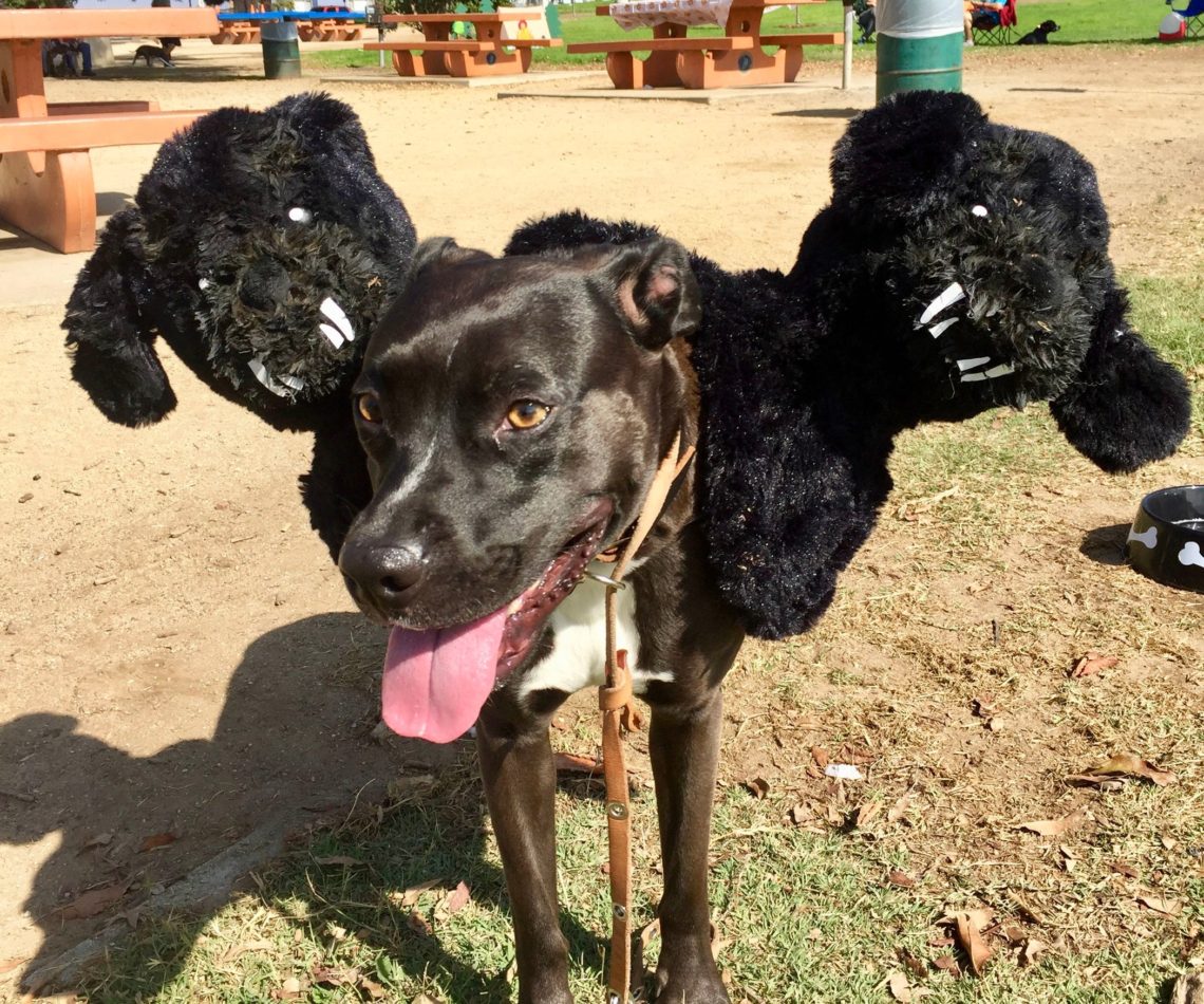 Harry Potter Dog Costume Ideas - Tails of Barkley