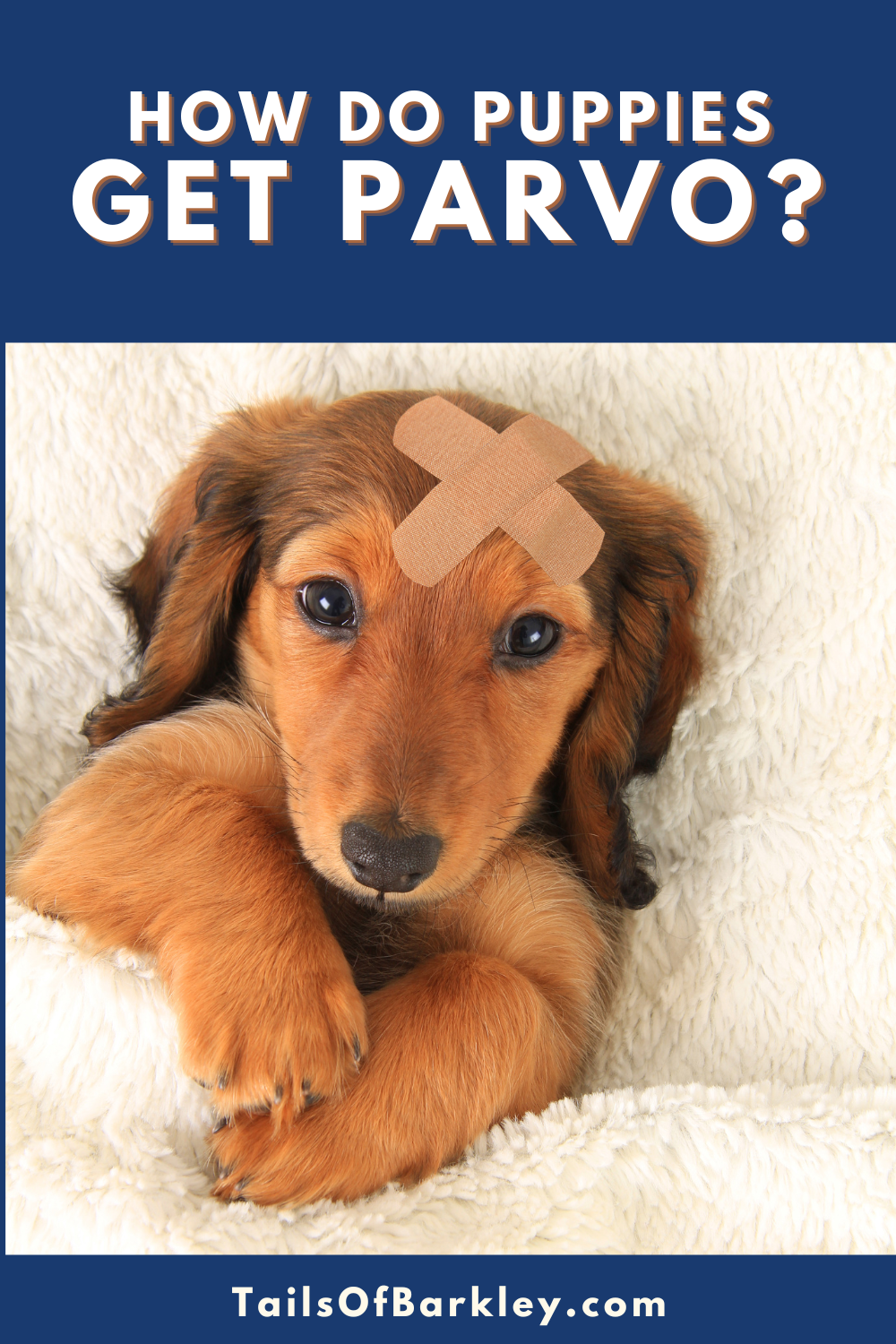 How Does A Puppy Get Parvo? - Tails of Barkley