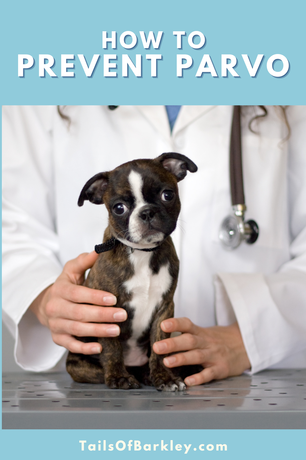 How Does A Puppy Get Parvo? - Tails of Barkley