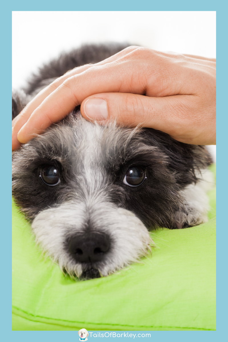 How Does A Puppy Get Parvo? - Tails of Barkley